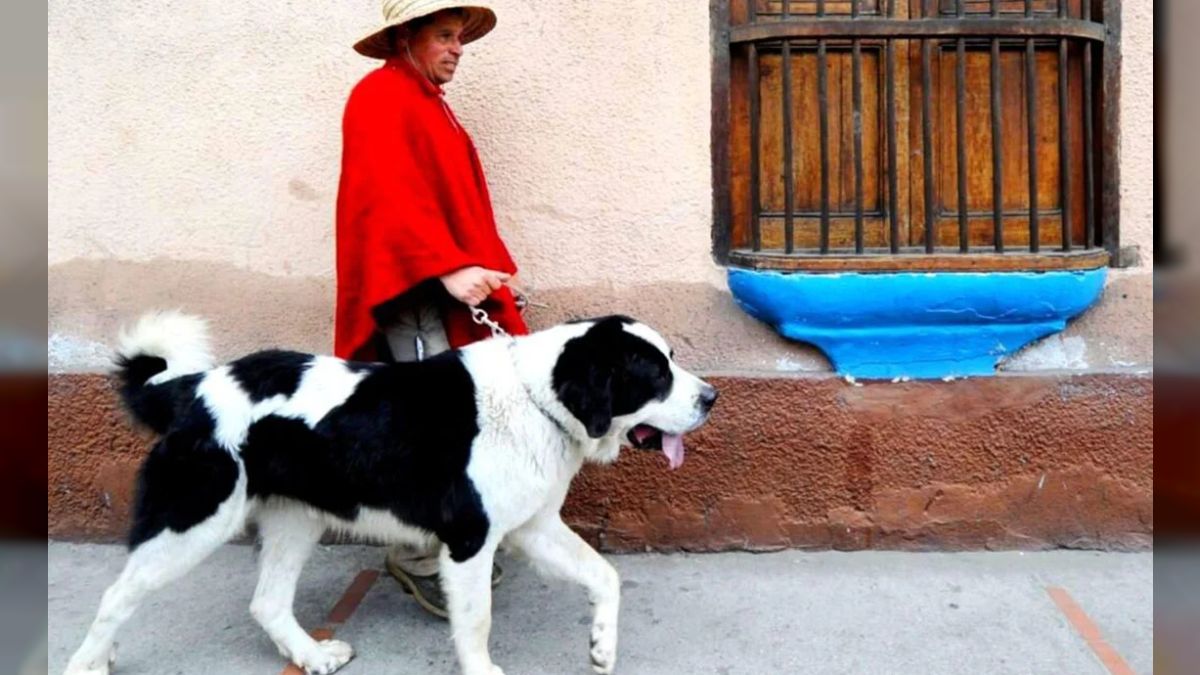 Hace 60 años se declaró el Mucuchíes como raza canina autóctona de ...