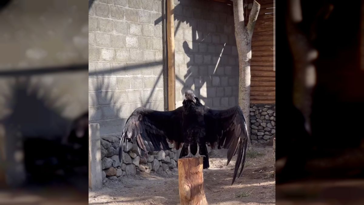 Arrancan actividades en el Centro de Reproducción y Rehabilitación del ...