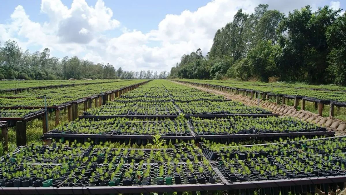 Maderas del Orinoco siembra 18 mil hectáreas de pino con el plan de ...