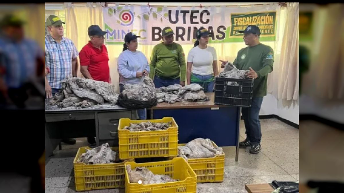MINEC y PNB incautaron más 990 kilos carne salada de baba y chiguire