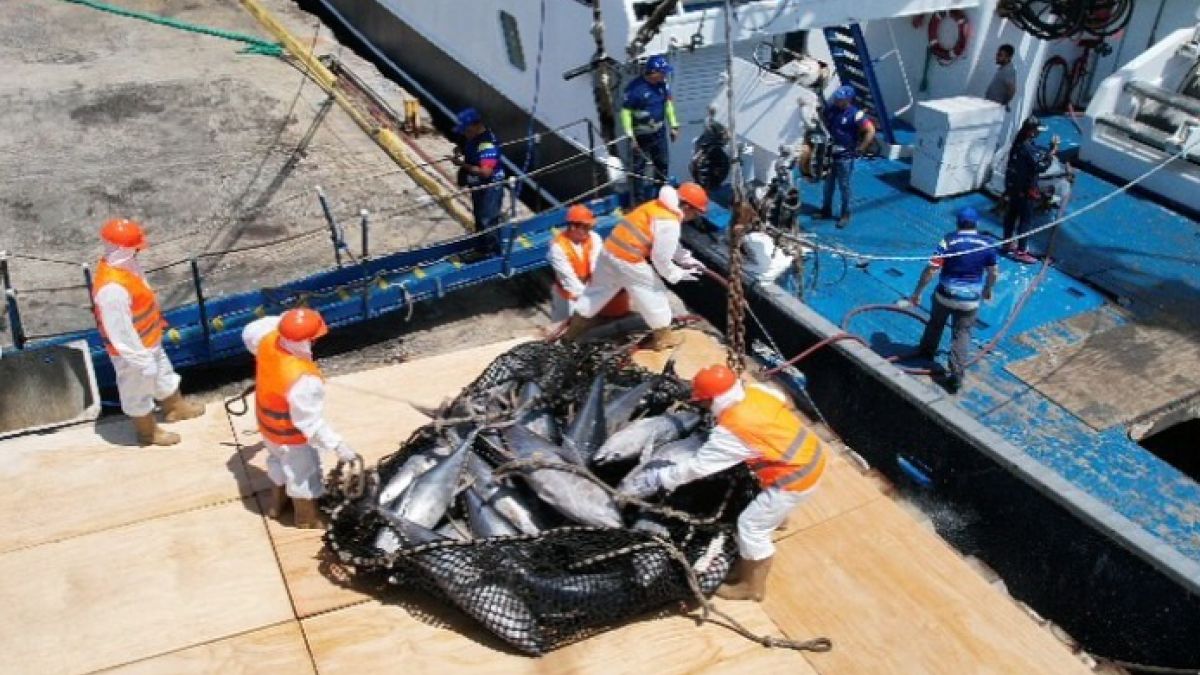 Arriban al país 900 toneladas de atún del Pacífico para fortalecer la ...