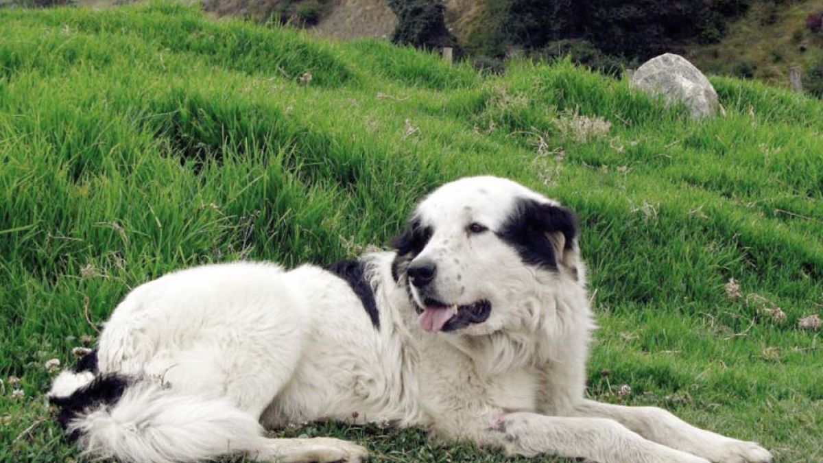 61 years ago, Mucuchí was declared a dog breed native to Venezuela
