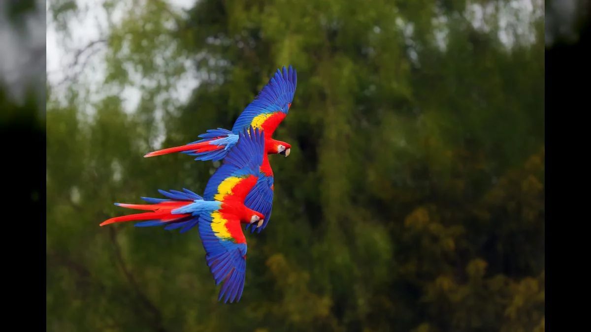 Día mundial de las Aves: Venezuela es el quinto país con más especies ...