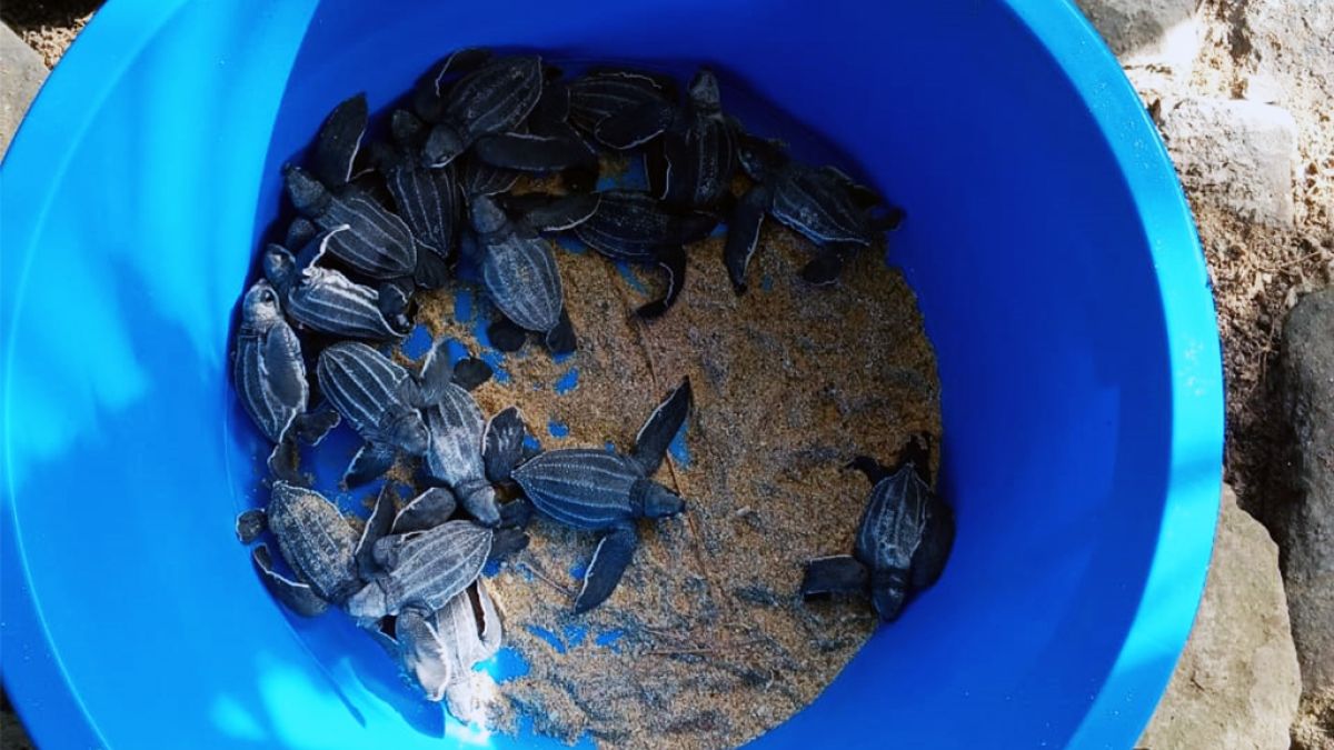 Ministerio de ecosocialismo libera tortuguillos de la especie cardón en ...